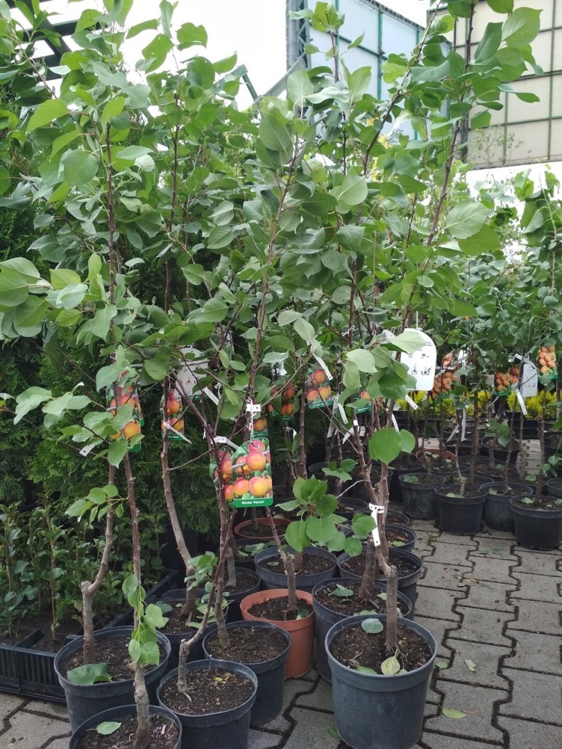 Morela Early Orange - Ogrodniczy sklep internetowy WIK-TOR